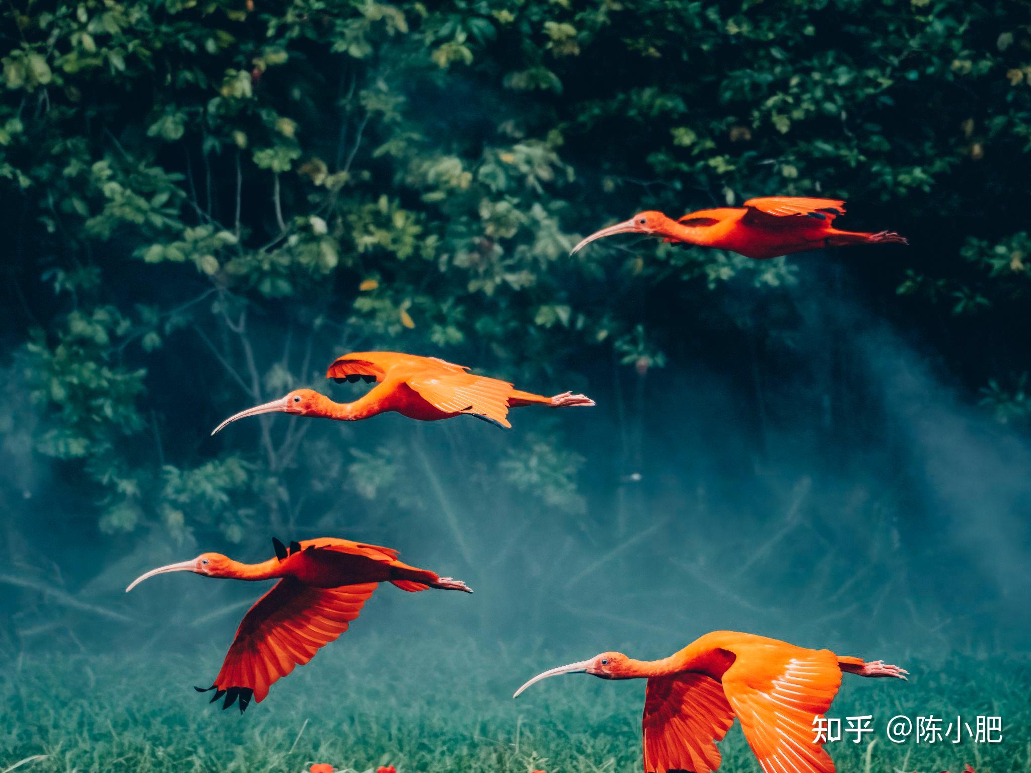 骁勇轻骑——奥林巴斯75-300 ii使用体验 - 知乎