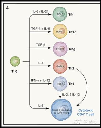必追的国自然热点：CD4 + T细胞在抗肿瘤免疫中的作用 - 知乎