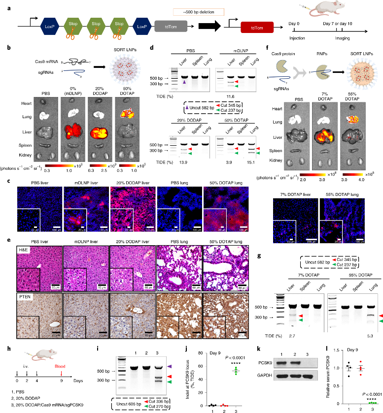 Nat. Nanotechno. | Selective organ targeting (SORT) nanoparticles for ...