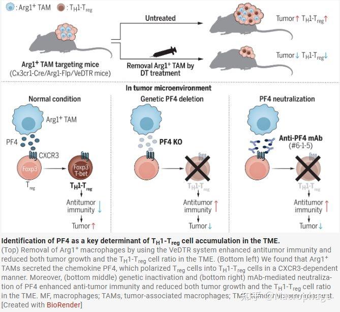 《Science》: 肿瘤相关巨噬细胞（TAMs）分泌血小板因子4（PF4）诱导 TH1-Treg 极化来抑制抗肿瘤免疫 - 知乎