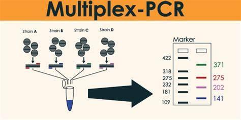 多重PCR技术原理及要点整理 - 知乎