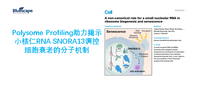 Polysome Profiling助力揭示小核仁RNA SNORA13调控细胞衰老的分子机制 - 知乎