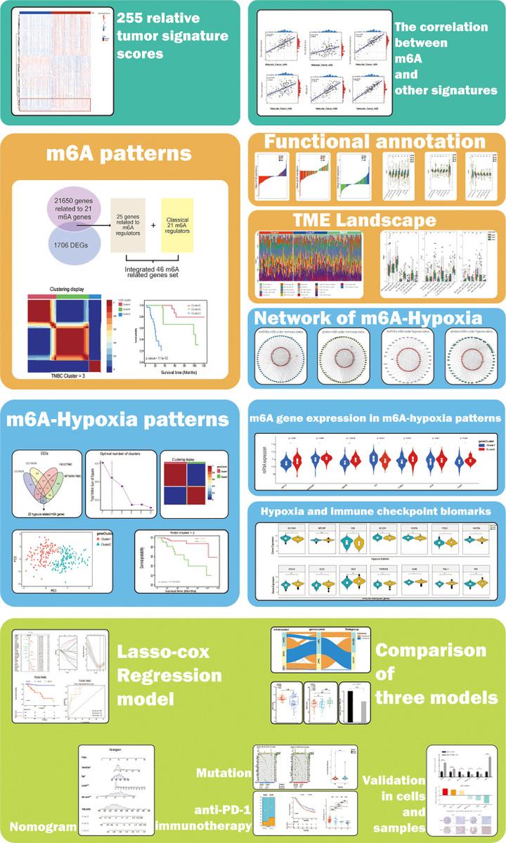 IF8+:m6A 修饰模式的鉴定和 m6A 缺氧预后特征的发展，以表征三阴性乳腺癌的肿瘤微环境 - 知乎