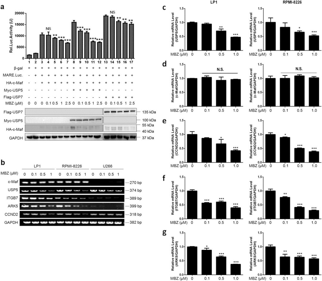 甲苯达唑通过抑制USP5/c-Maf轴引发强烈的抗骨髓瘤活性 - 知乎