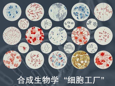 合成生物制造（一）：细胞工厂和底盘细胞 - 知乎