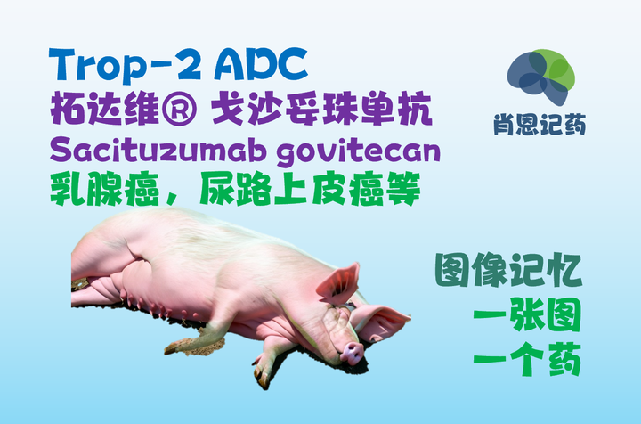 记住所有FDA生物药 | Trop-2 ADC | 拓达维® 戈沙妥珠单抗 | 乳腺癌、尿路上皮癌等 - 知乎