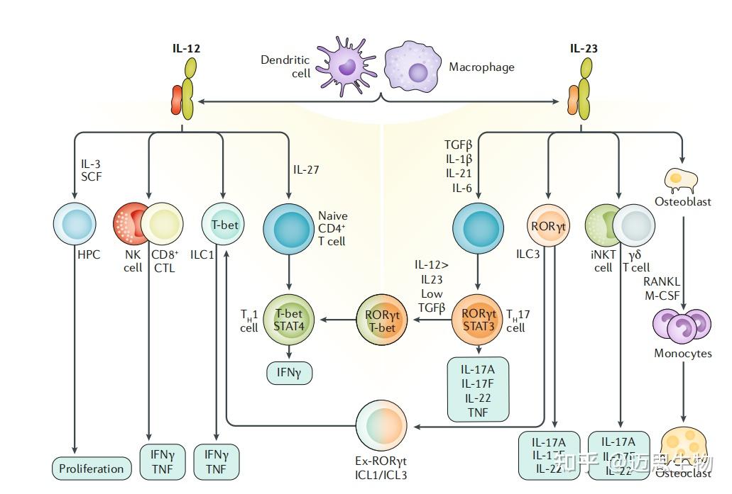 免疫引擎IL12的核心部件IL12B - 知乎