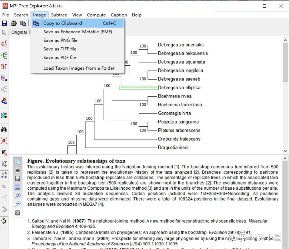 NJ法，ML法构建系统发育树~MEGA7.0，iqtree(图文教程) - 知乎