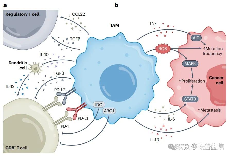Nature巨噬细胞：从“免疫清道夫”到疾病治疗新靶点 - 知乎