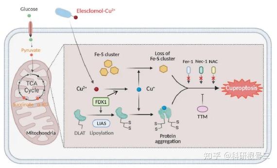 什么是铜死亡？ - 知乎