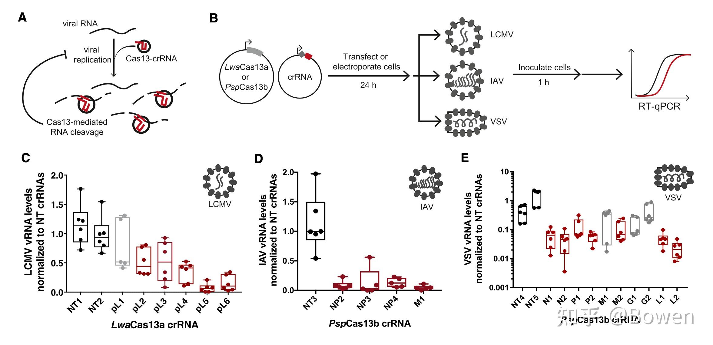CRISPR-Cas13系统抗病毒应用 - 知乎