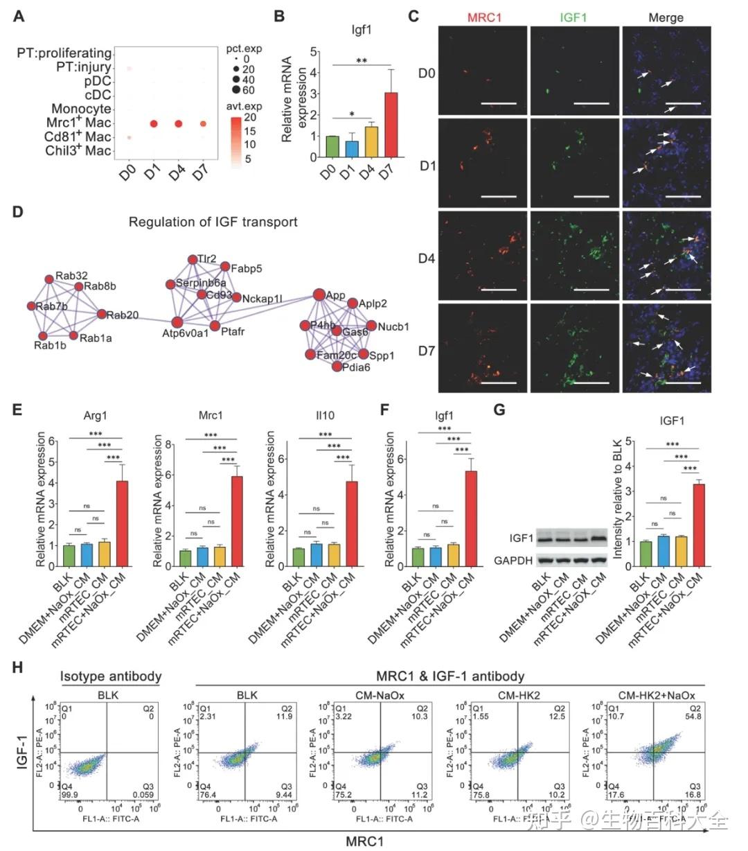 文献解读 | Mrc1+巨噬细胞来源IGF1通过AKT/Rb信号通路促进肾小管细胞增殖来缓解结晶性肾病 - 知乎