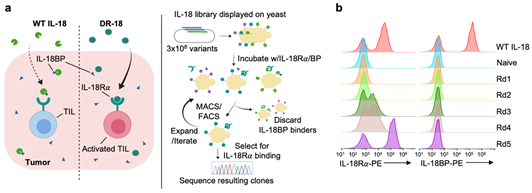 《自然》亮点：新型细胞因子IL-18，肿瘤免疫治疗迎来新进展 - 知乎