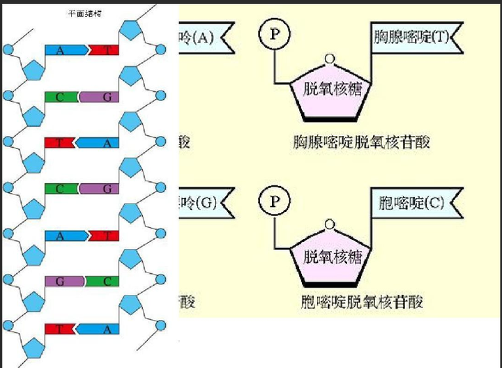 吲哚菁绿ICG标记DNA|ICG-DNA|荧光染料标记DNA - 知乎