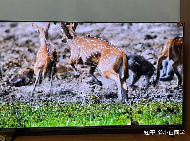 创维a5dpro和雷鸟鹤6pro24款区别大吗？怎么选