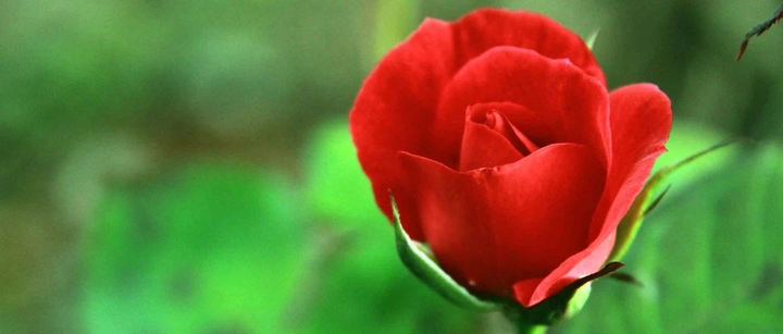 Nature Commun | 中国农业大学高俊平团队揭示月季花瓣早期发育的细胞分裂素调节机制 - 知乎