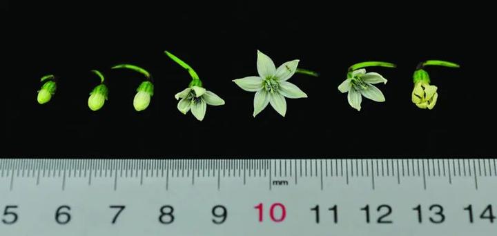 Ampha Z32花粉活力分析仪的应用：耐热辣椒品种评估及筛选 - 知乎