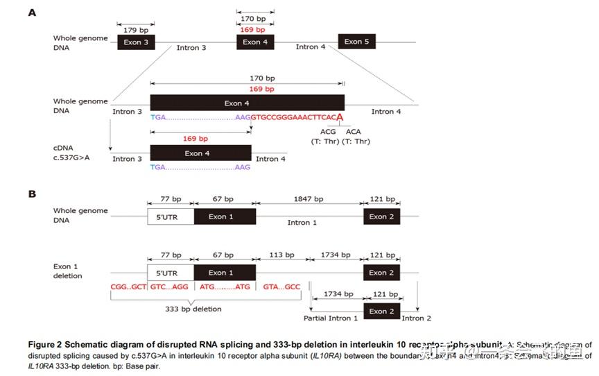 极早发IBD患儿容易漏诊的变异-IL10RA基因333bp缺失和c.537G>A, p.T179T同义突变 - 知乎
