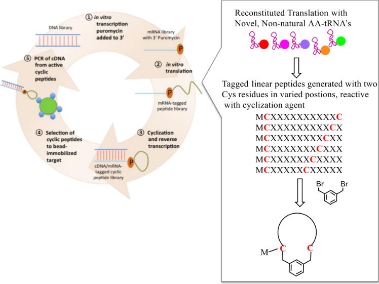 来源于噬菌体和mRNA展示的环肽：Peginesatide，MK-0616 - 知乎
