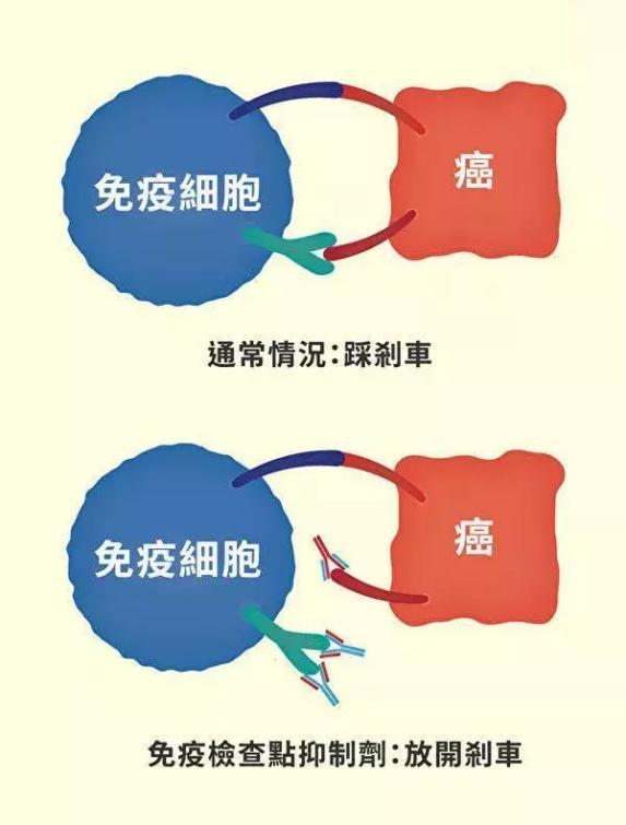 免疫治疗ㅣ一文带你了解什么是免疫检查点抑制剂 - 知乎