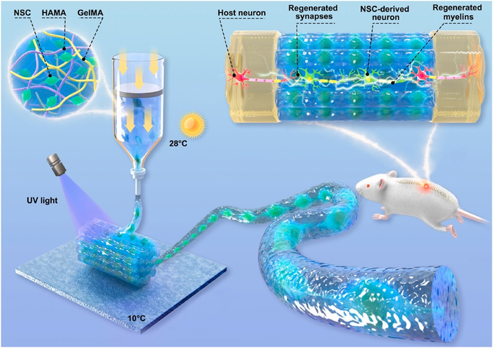 清华大学王秀梅教授团队在Bioactive Materials|生物3D打印神经样纤维可以改善生态微环境从而促进大段脊髓损伤再生 - 知乎