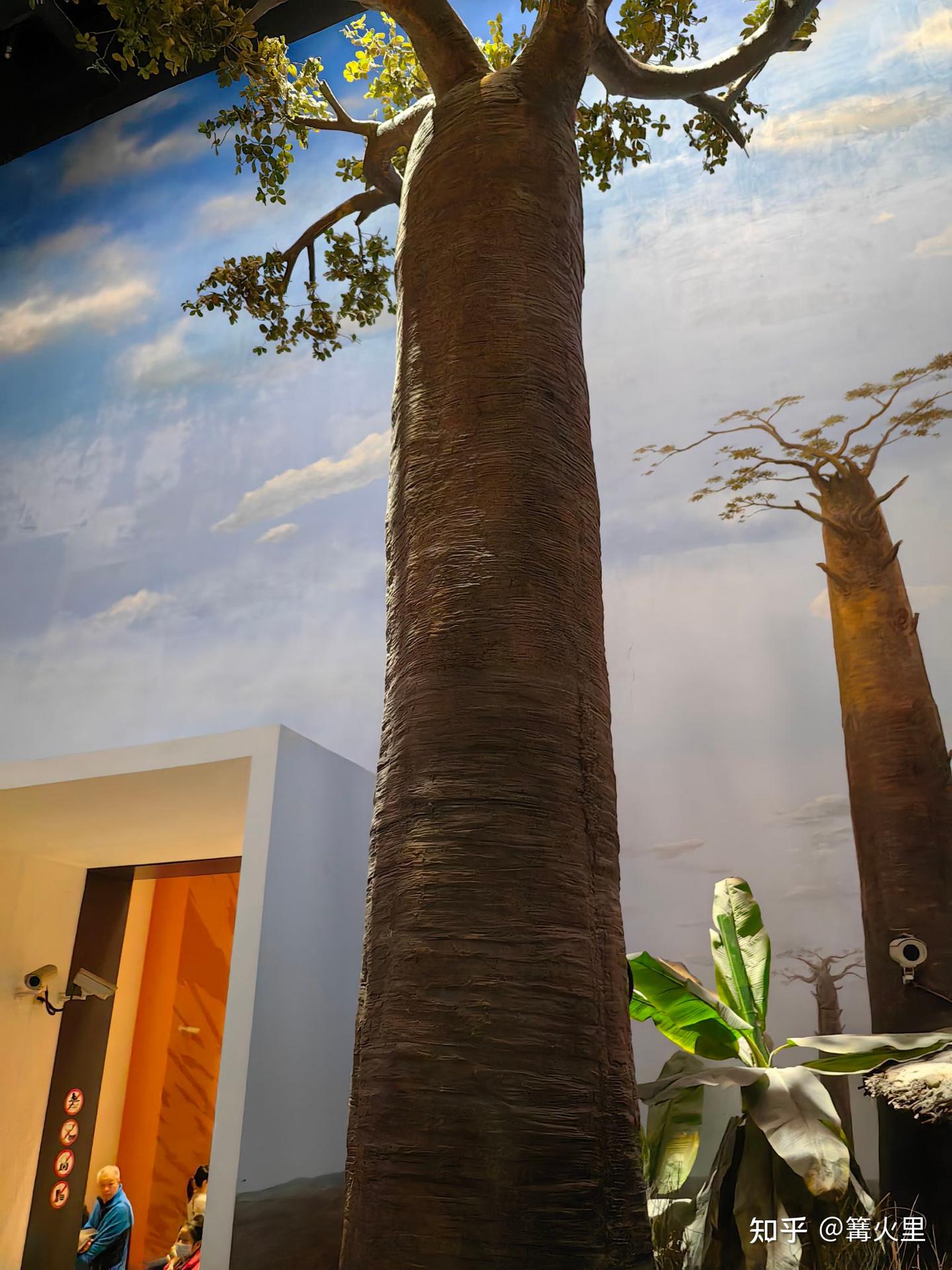 什么是猴面包树 - 知乎