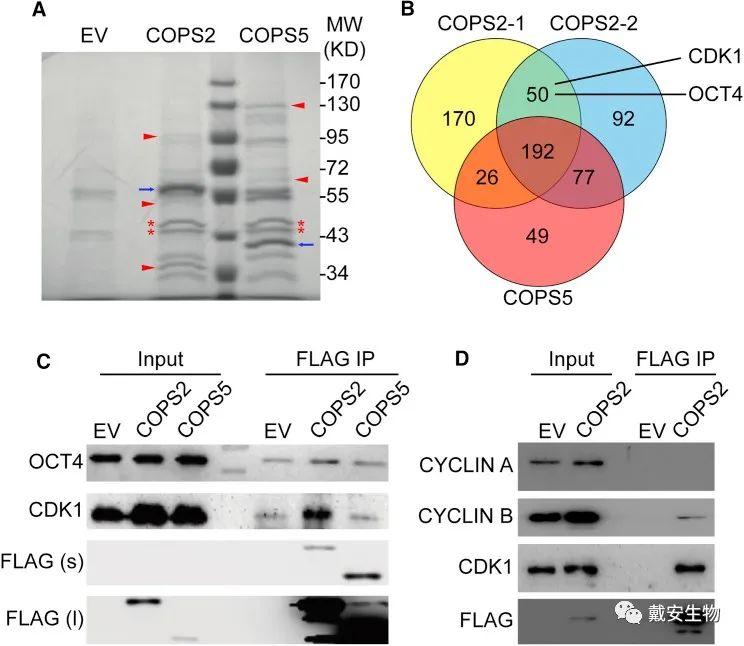 CO-IP产物质谱鉴定要注意什么？ - 知乎
