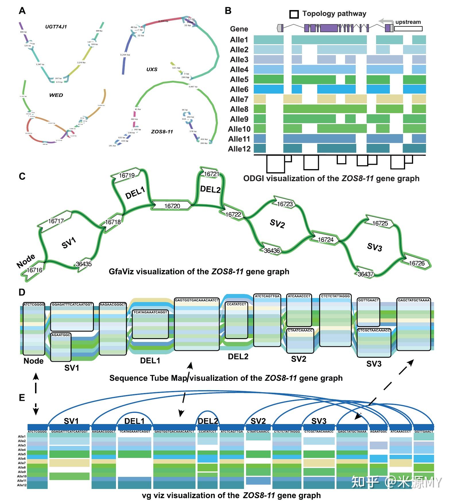 植物图形泛基因组Graph-based pan-genome - 知乎