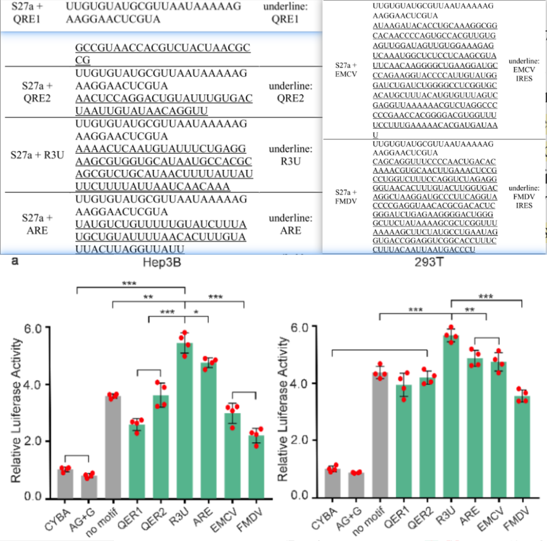 怎么研究UTR序列突变的调控机理？ - 知乎
