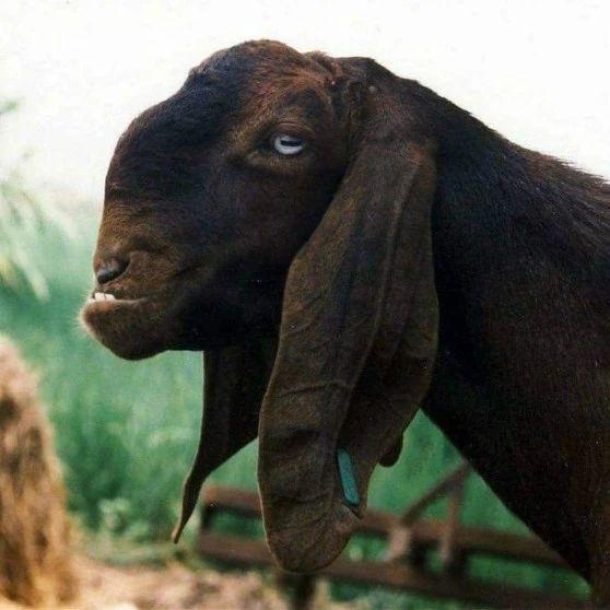 你差一点就要认不出这是羊了 - 知乎