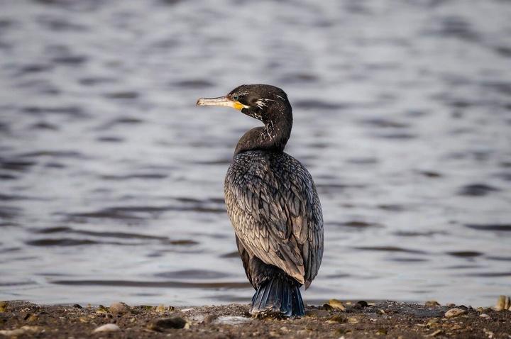 将 60 多年的 COBOL 语言重构为 Java，IBM 用 AI 工具解决大型机维护难 - 知乎