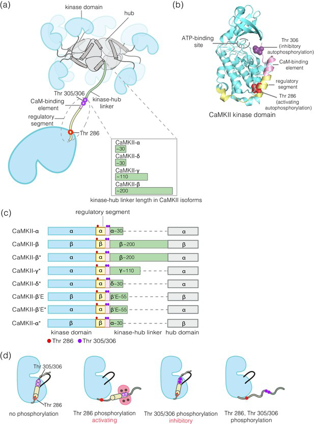 蛋白互作中，只包含某个结构域的能互作，包含蛋白全长的反倒不能互作，这是为什么？ - 知乎