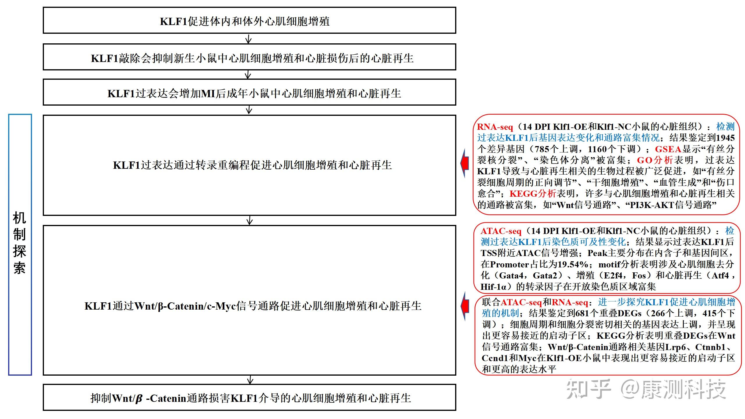 Adv. Sci.IF14.3|华中科技大学同济医学院附属协和医院揭示KLF1促进心肌细胞增殖和心脏再生的作用机制 - 知乎