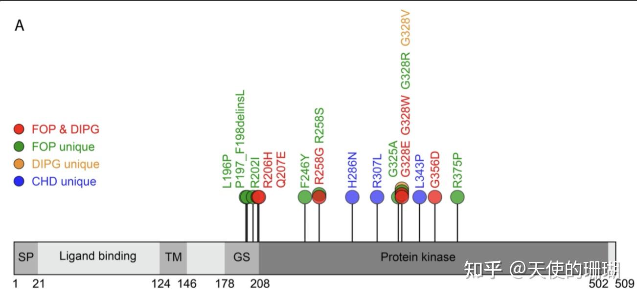 ACVR1在疾病与健康中发挥的作用-1 - 知乎