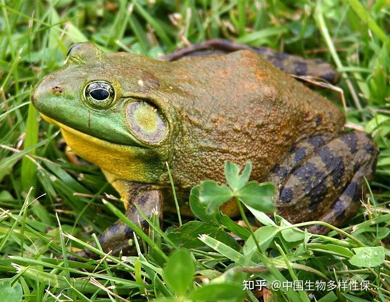 环境DNA技术：美国鱼类和野生动物管理局对抗入侵物种的新策略 - 知乎