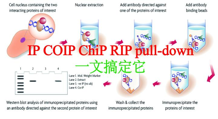 IP COIP ChiP RIP pull-down还在傻傻分不清楚？（理论知识） - 知乎