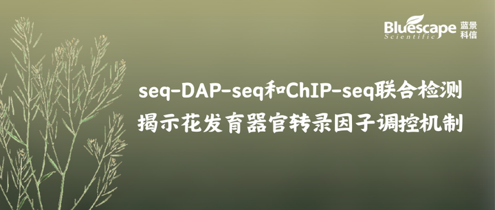 文章分享 | seq-DAP-seq和ChIP-seq联合检测揭示花发育器官转录因子调控机制 - 知乎