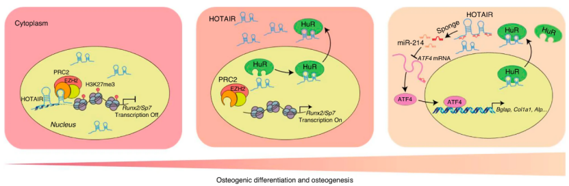 国自然热点 | LncRNA在基因表达调控中的分子机制 - 知乎