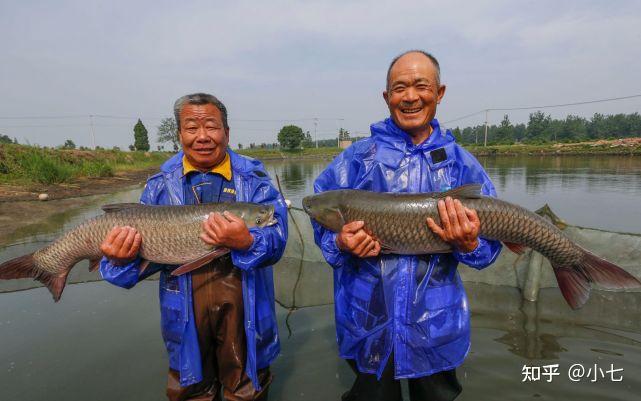 四大家鱼之首，青鱼价格贵，却少有人养殖，原因你知道吗？ - 知乎