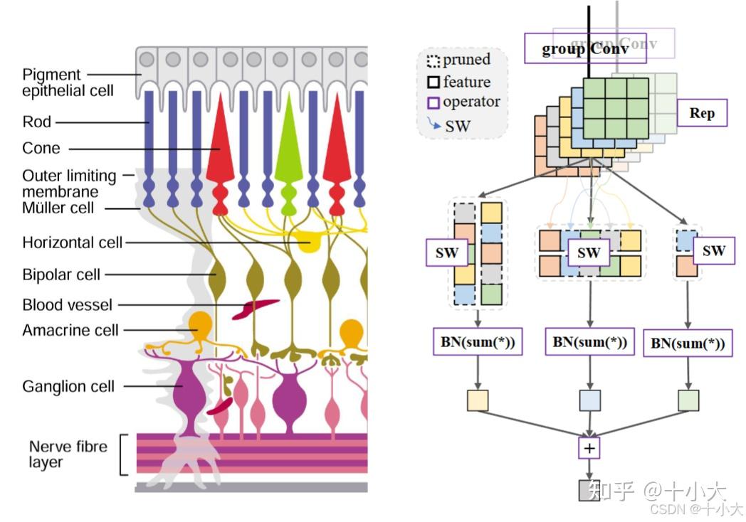 【即插即用模块】CVPR 2025 | SWConv：多路径特征移位，小核卷积的感受野等效大核，标准卷积的涨点替代，大核卷积的轻量替代！ - 知乎