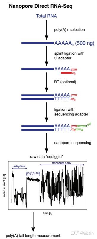 mRNA质量检测之poly A尾检测方法 - 知乎