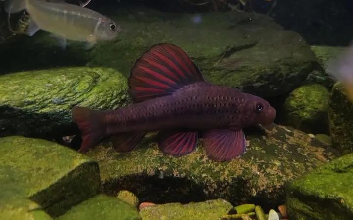 “溪流"鳍"手”建德小鳔鮈Microphysogobio tafangensis - 知乎