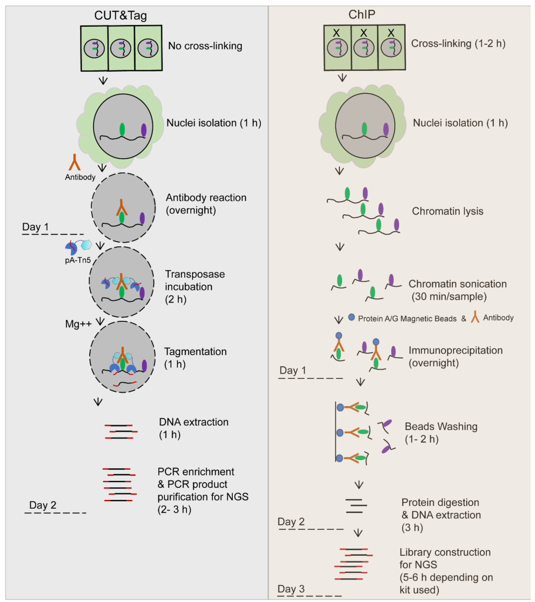 解析表观遗传学的工具——CUT&Tag - 知乎