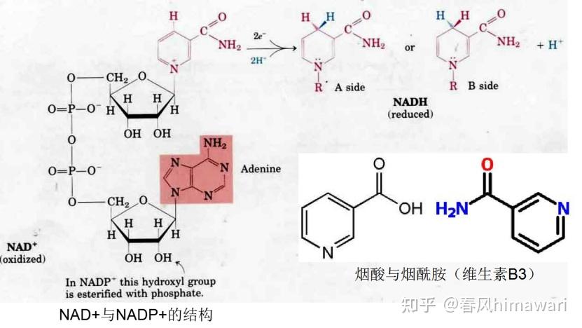 NADP，NAD，FMN，FAD，COA共有的分子结构是什么？意义何在？ - 知乎