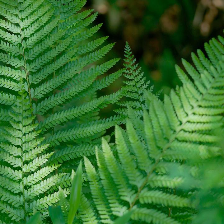 支气管扩张病因及发病机制？ - 知乎