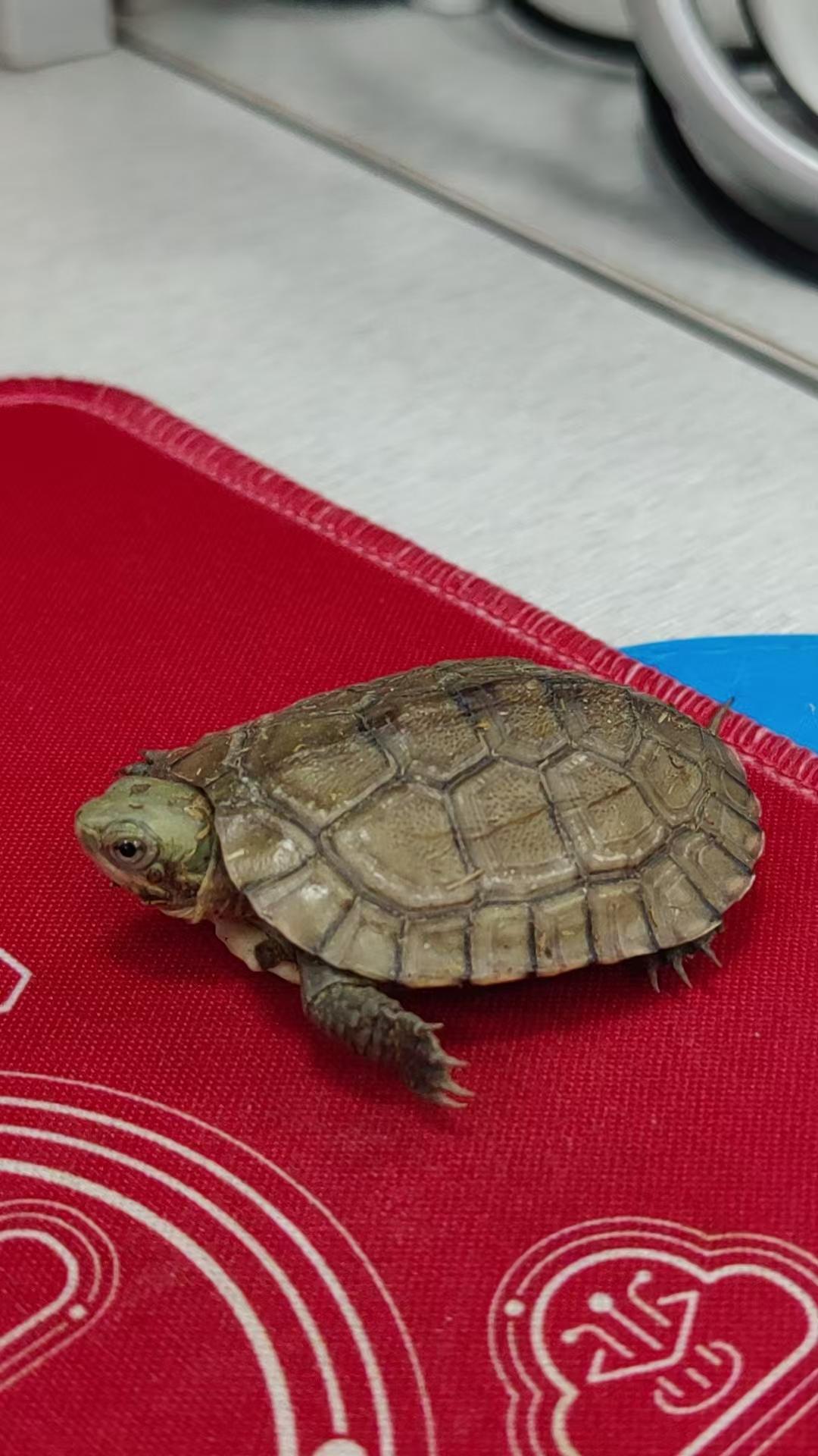 Pointcept—项目框架剖析 - 知乎