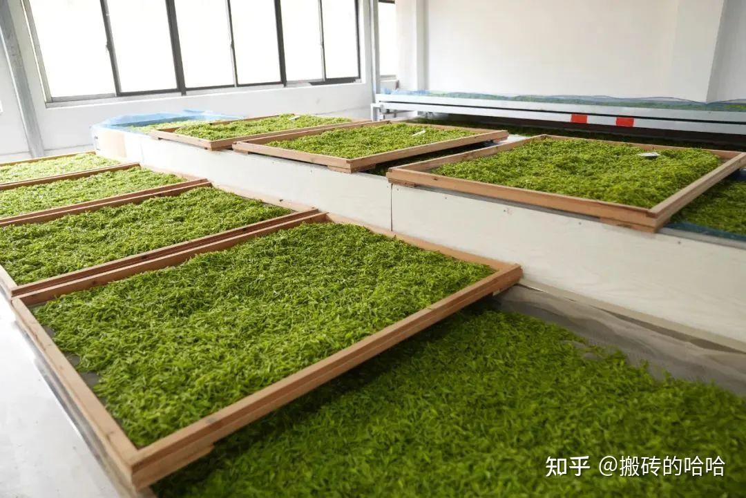 又是一年开采季！价值52亿元的安吉白茶凭什么成为“绿茶界的爱马仕”？ 知乎 2439