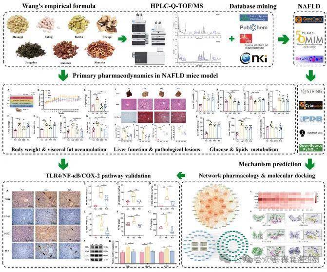 岐黄热点文章分享：中药+生物信息学跨界突破！王氏经验方抗脂肪肝机制登顶刊，靶向NF-κB通路 - 知乎