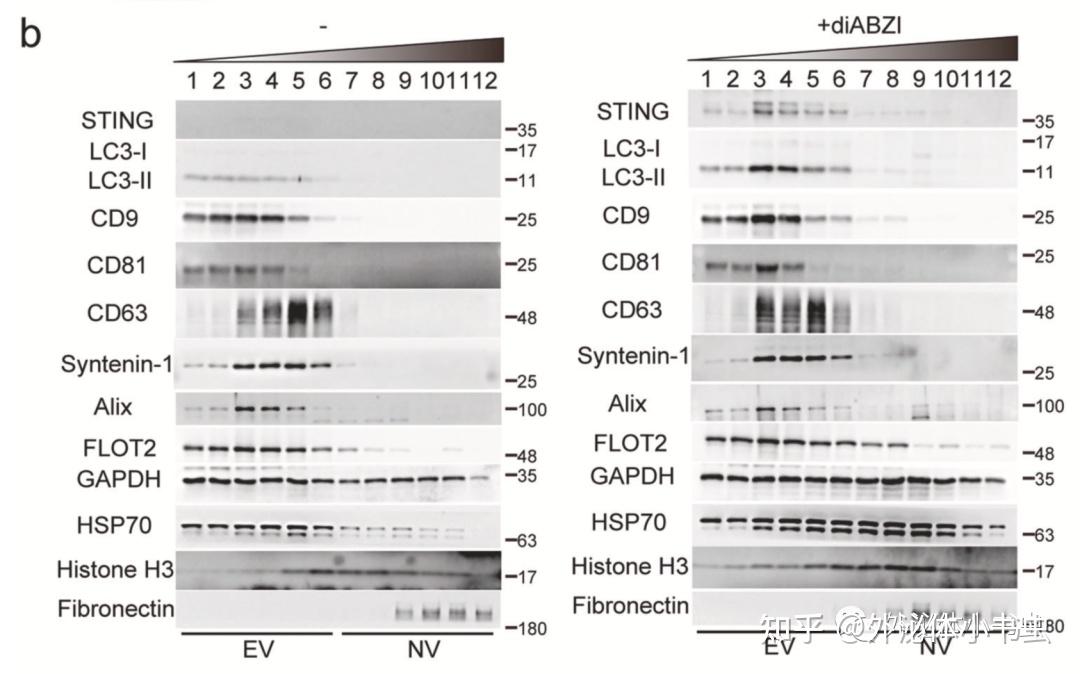 文献分享【Nat. Cell Res.】非经典外泌体分泌途径装载STING具有抗癌功效 - 知乎