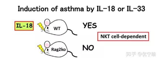 IL-18：免疫细胞因子“新贵” - 知乎